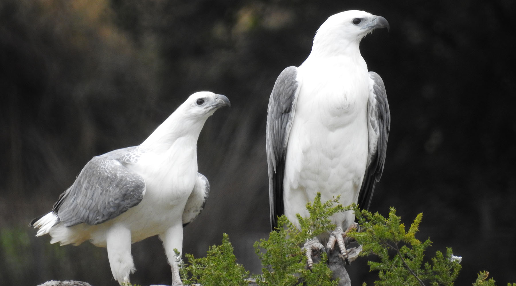 The Bruny Birds are Calling - Bruny Island